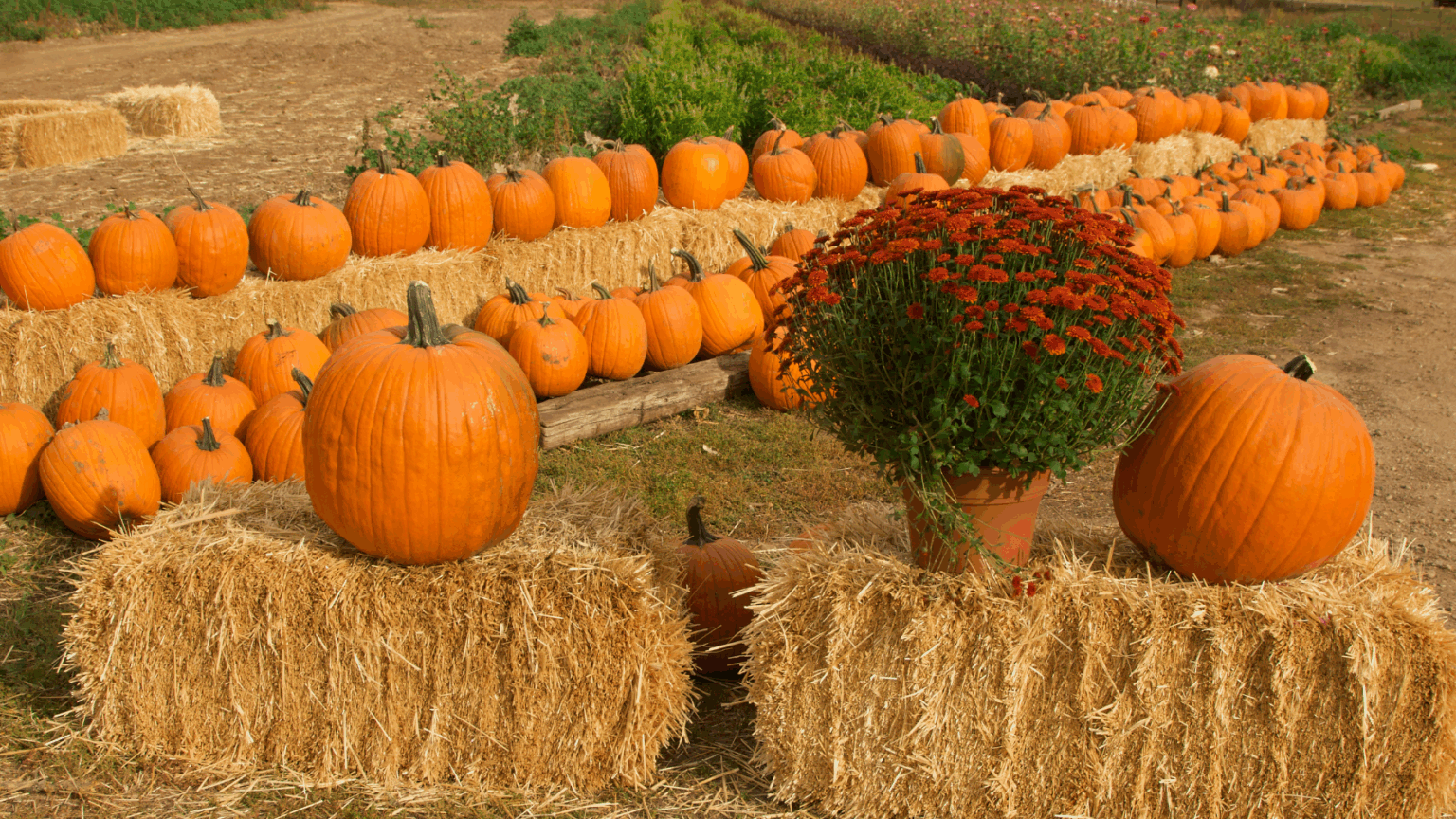 Pumpkin Patches in Greenville & Spartanburg You’ll Love This Fall ...